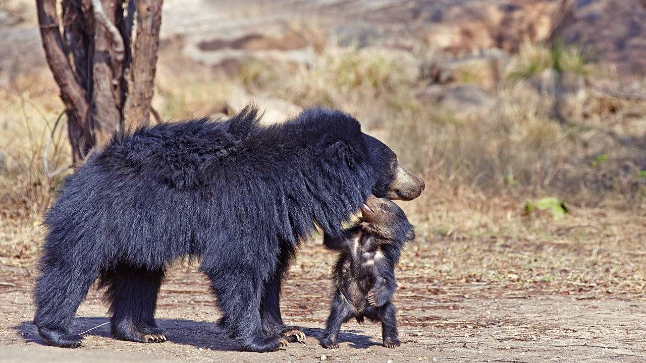 熊科动物战斗力排行榜：黑狗熊排第六，前两名能完虐东北虎