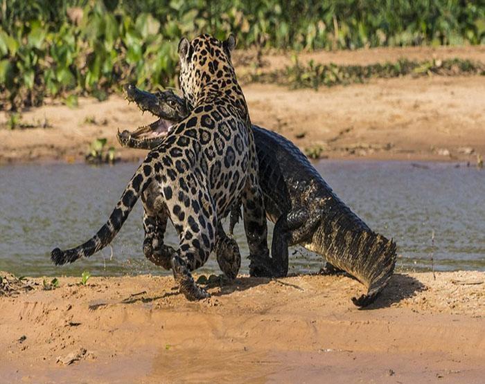 凶猛的美洲豹捕食鳄鱼, 拖着那么大鳄鱼还能游泳?|鳄鱼|美洲豹|游泳_新浪新闻