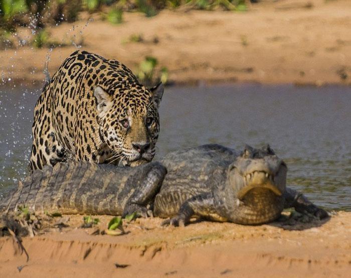 凶猛的美洲豹捕食鳄鱼, 拖着那么大鳄鱼还能游泳?|鳄鱼|美洲豹|游泳_新浪新闻