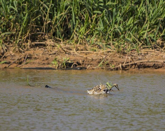 凶猛的美洲豹捕食鳄鱼, 拖着那么大鳄鱼还能游泳?