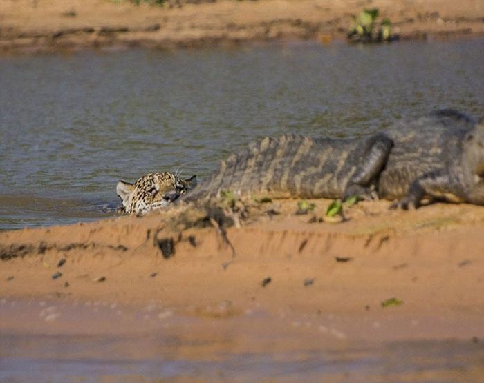 凶猛的美洲豹捕食鳄鱼, 拖着那么大鳄鱼还能游泳?|鳄鱼|美洲豹|游泳_新浪新闻