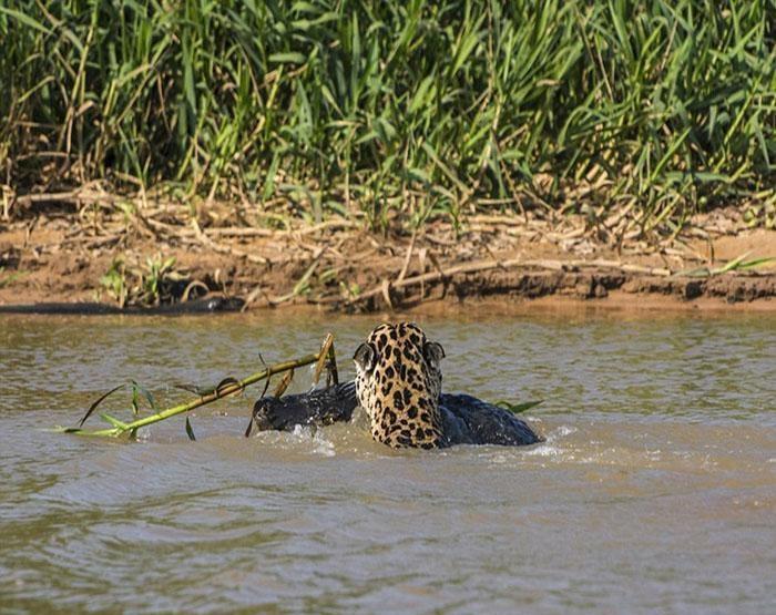 凶猛的美洲豹捕食鳄鱼, 拖着那么大鳄鱼还能游泳?|鳄鱼|美洲豹|游泳_新浪新闻