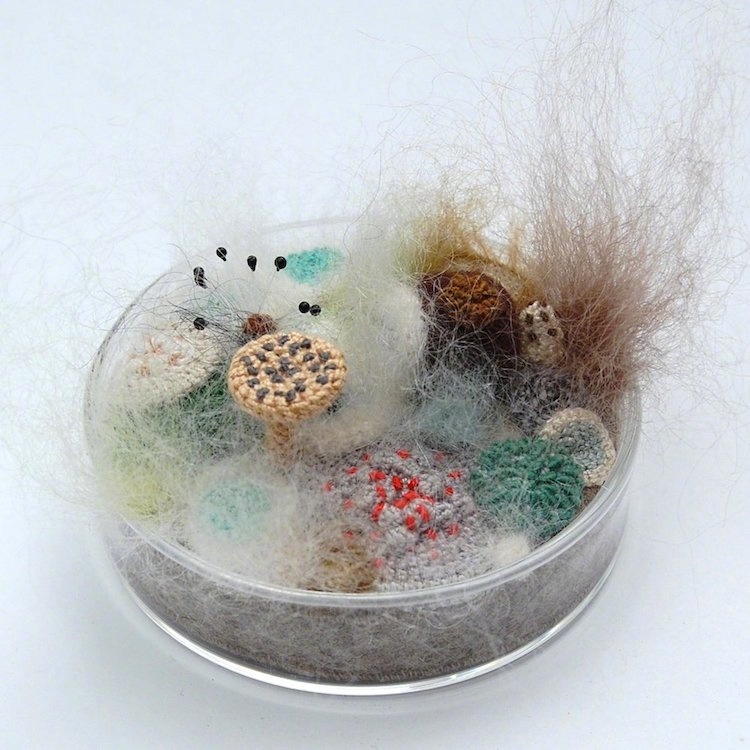 英国艺术家 Elin Thomas 特别喜爱细菌和真菌的美感