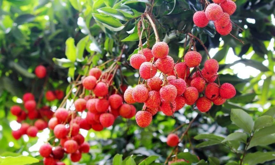 杨贵妃最爱的荔枝已上线！成都出发耍周末，体验亲自采摘的乐趣！