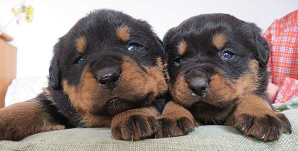 罗威纳犬的性格特点及优缺点有哪些？|罗威纳|犬种|主人_新浪新闻