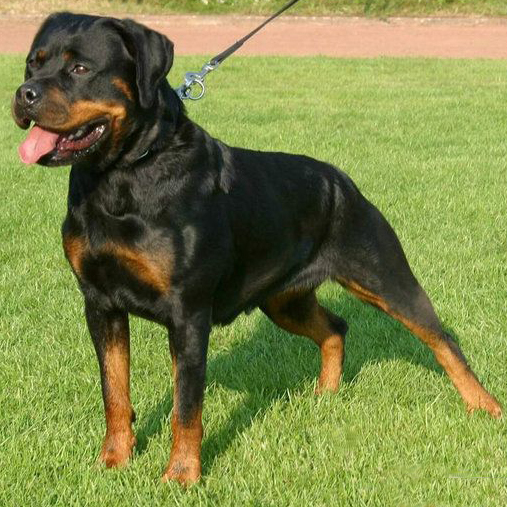 罗威纳犬的性格特点及优缺点有哪些？|罗威纳|犬种|主人_新浪新闻