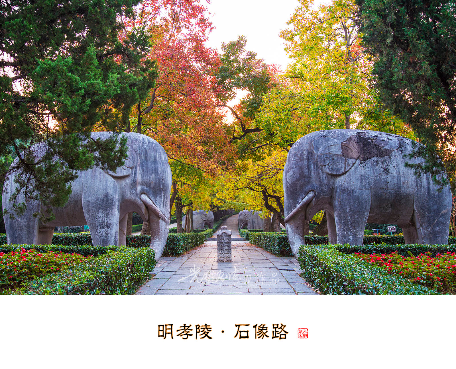 2018，南京。明孝陵石像路秋色|明孝陵|石像|秋色_新浪新闻