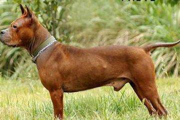 中国本土最好的4大土狗，最不受宠的是聪明机灵的它|土狗|细犬|中国本土_新浪新闻