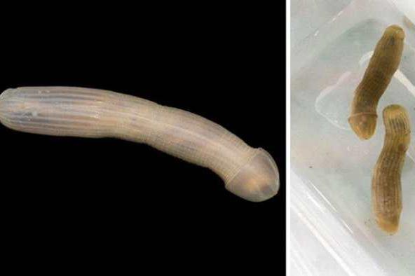 科研人员下潜4976米深海时，发现了这些恐怖的生物！|蠕虫|深海|科研人员_新浪新闻