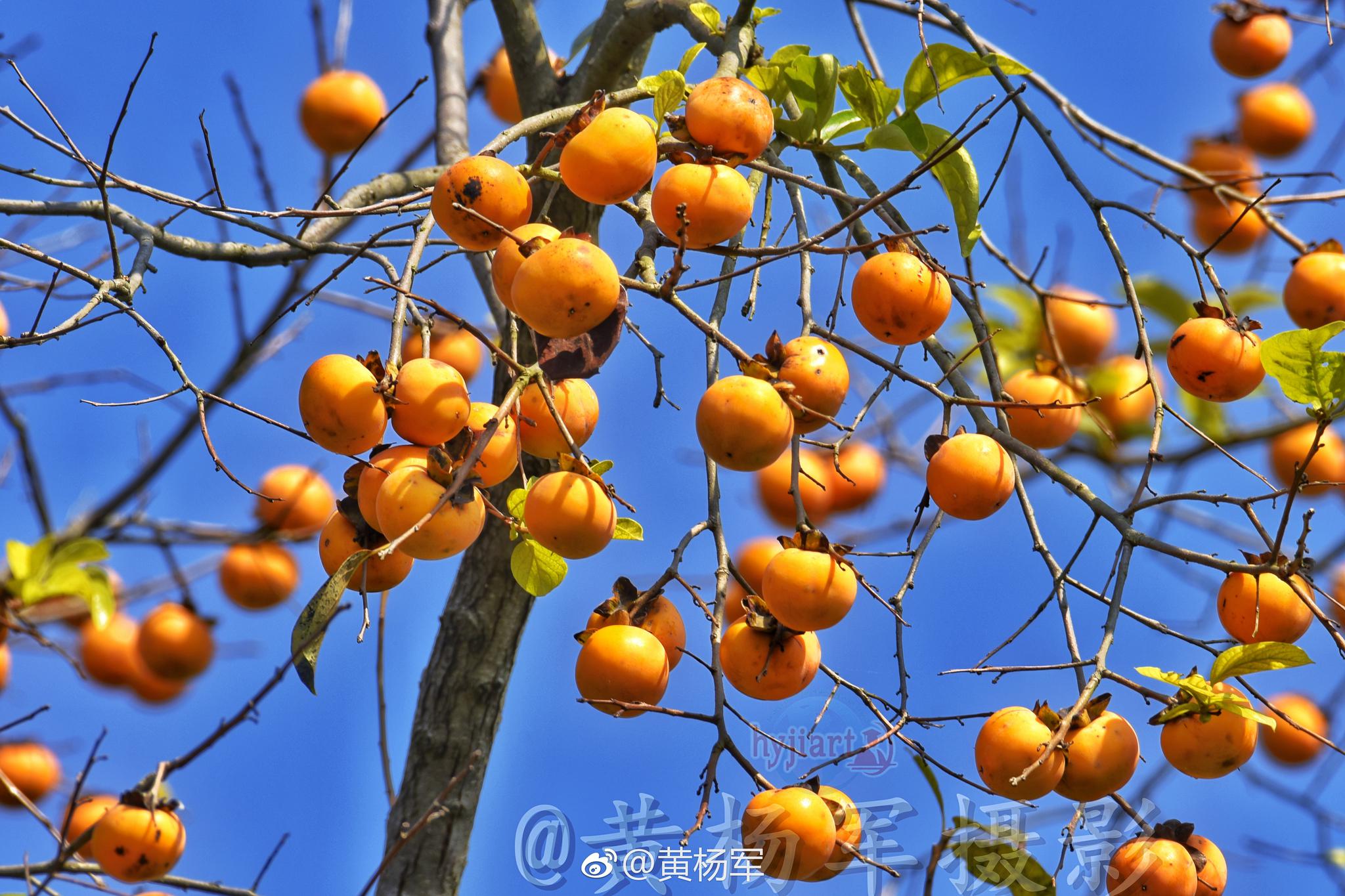 于都淡蓝天空下的红柿子|赣州|于都|旅游网_新浪新闻