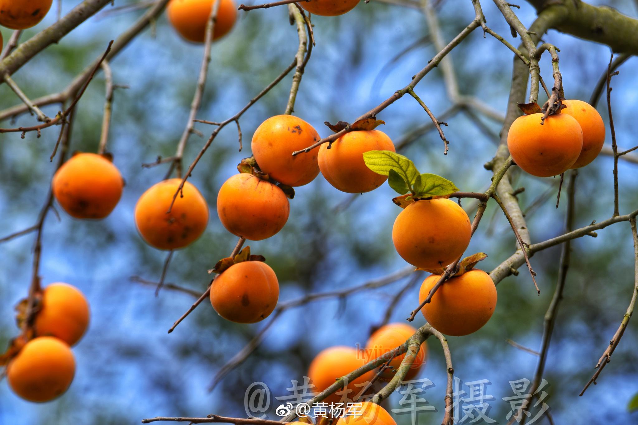 于都淡蓝天空下的红柿子