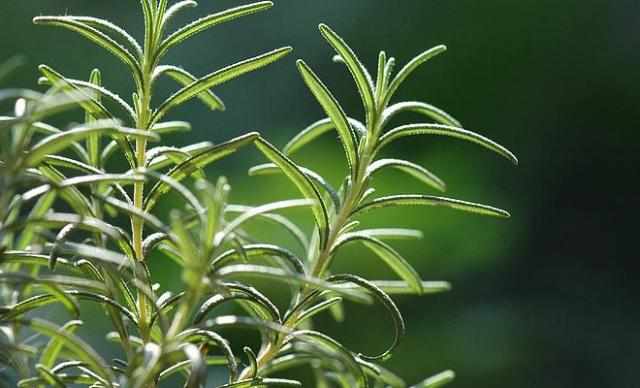 令人上瘾的香草花园，家里种上绿色植物好温柔！|迷迭香|鼠尾草|莳萝_新浪新闻