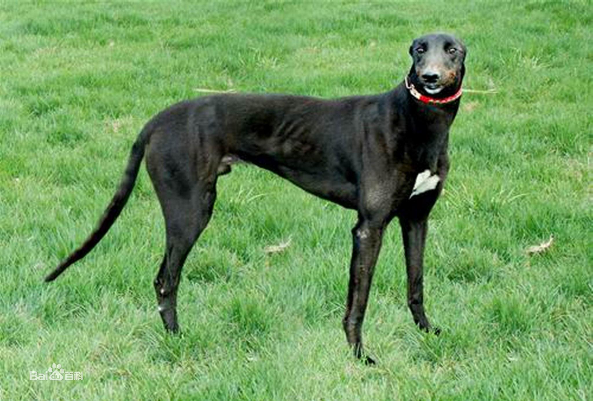 它常被误认为是灵缇犬，狩猎能力排在猎犬前列，也是哮天犬原型