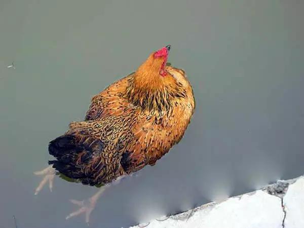 抓拍会游泳的鸡，看得鸭子一脸茫然|鸭子|公鸡|鱼塘_新浪新闻