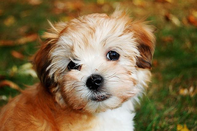 十种最常见的长毛宠物犬|宠物犬|金毛|小型犬_新浪新闻