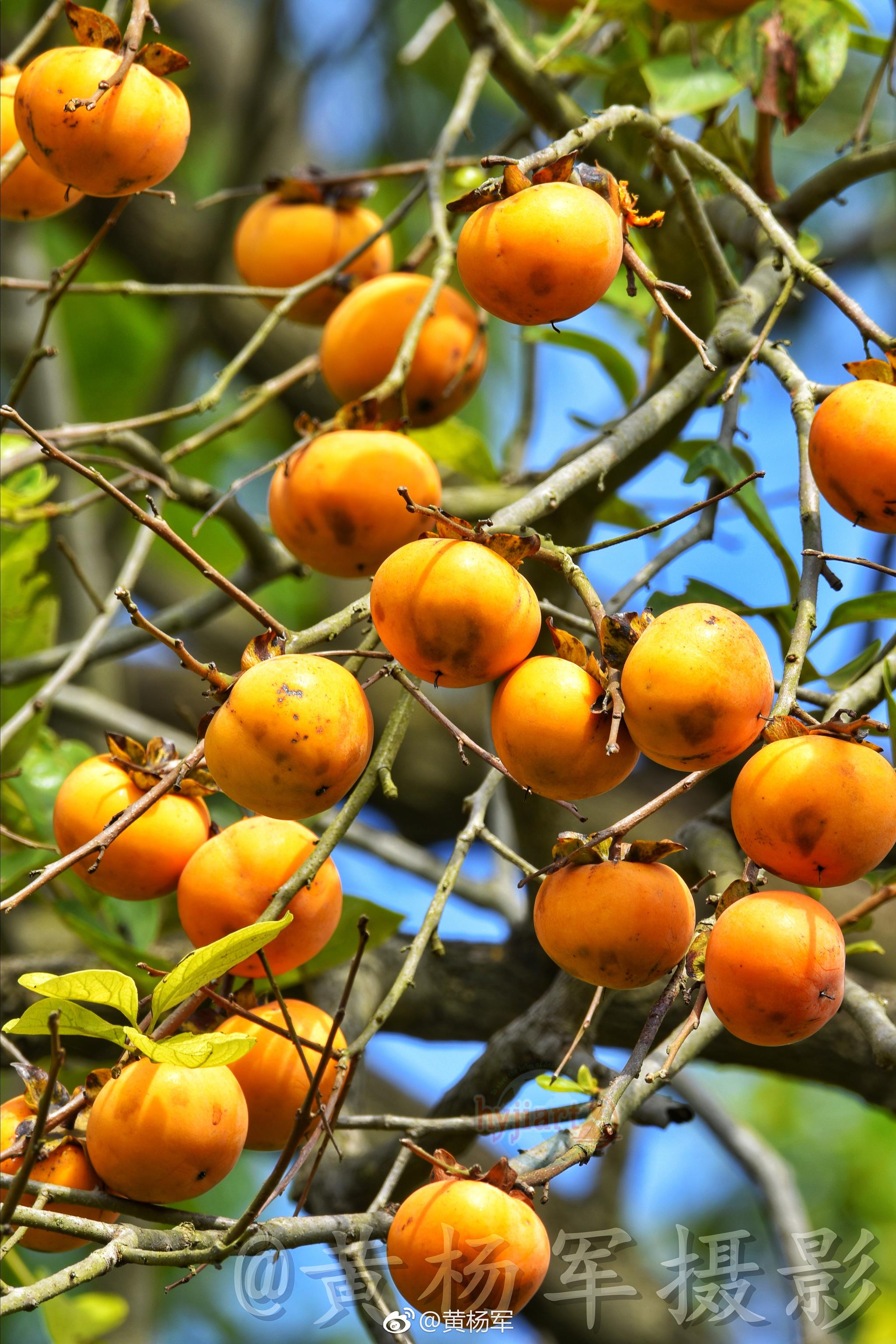 于都淡蓝天空下的红柿子