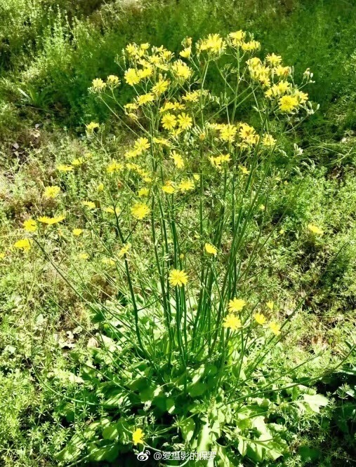 屋根草（Crepis tectorum）为菊科还阳参属下的一个种|菊科|属下|萝卜叶_新浪新闻