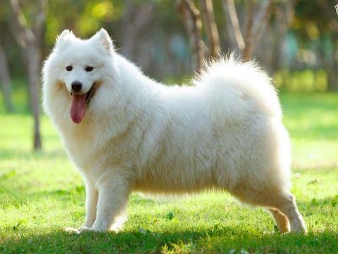 十种最常见的长毛宠物犬|宠物犬|金毛|小型犬_新浪新闻