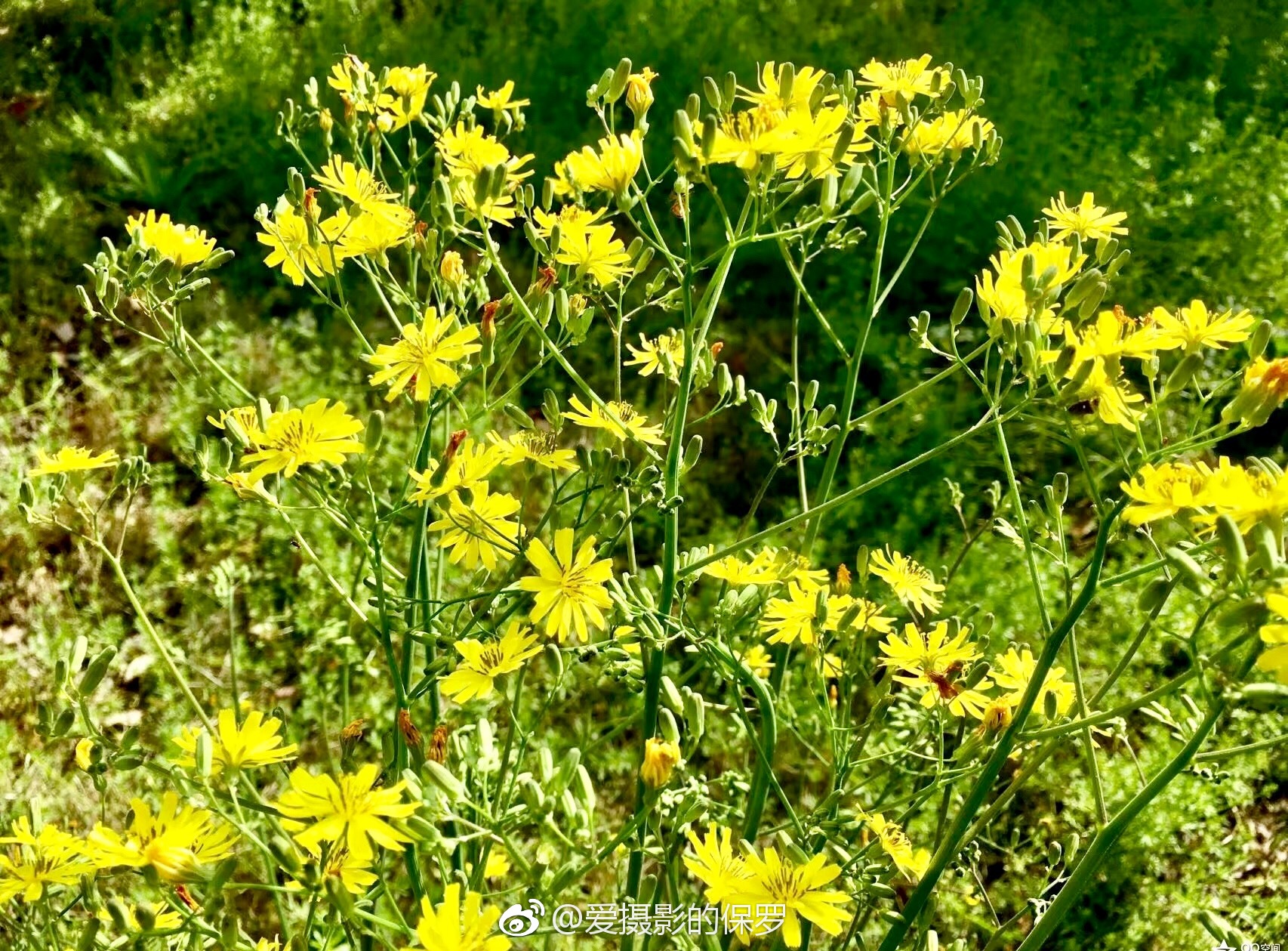 屋根草（Crepis tectorum）为菊科还阳参属下的一个种|菊科|属下|萝卜叶_新浪新闻