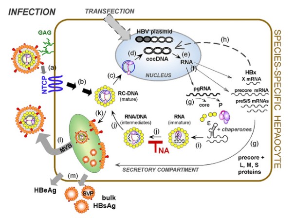 HBV-pgRNA 核苷类药物抗病毒治疗的疗效监测及停药预测有效指标|基因组|抗病毒|停药_新浪新闻
