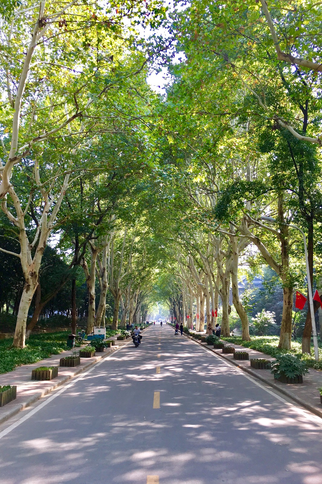 【行摄校园】华中师范大学 小景（1）|图书馆|历史建筑|华中师范大学_新浪新闻