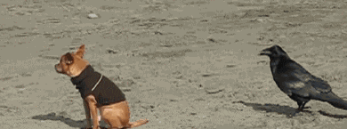 动物界最聪明的动物, 不是猴子, 不是5吨重的大象, 而是它!|动物界|乌鸦|大象_新浪新闻