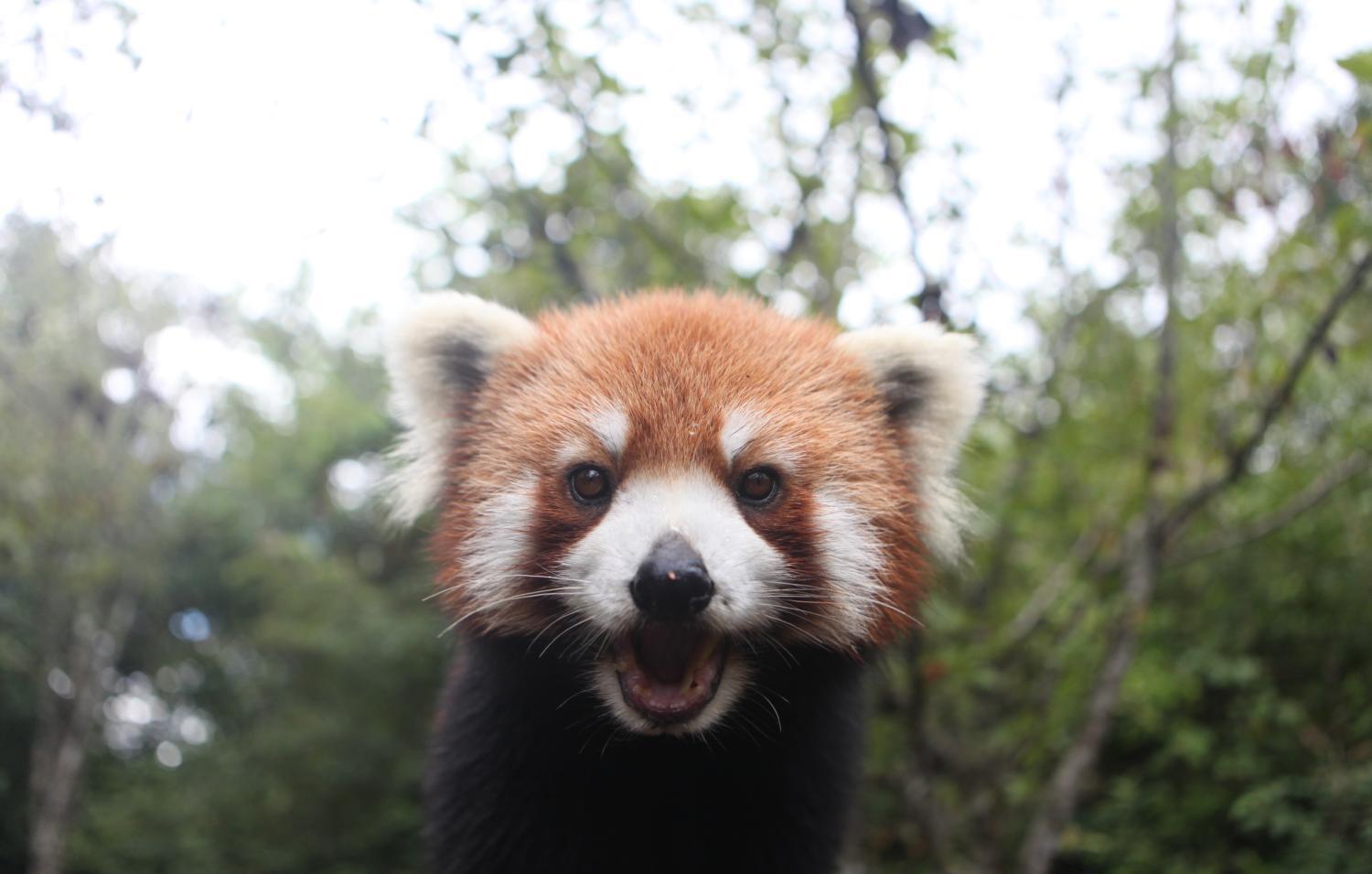 小熊猫嘟嘟“私奔”1个月, 再现园区变“表情帝”又秀恩爱!|小熊猫|观察员|表情帝_新浪新闻