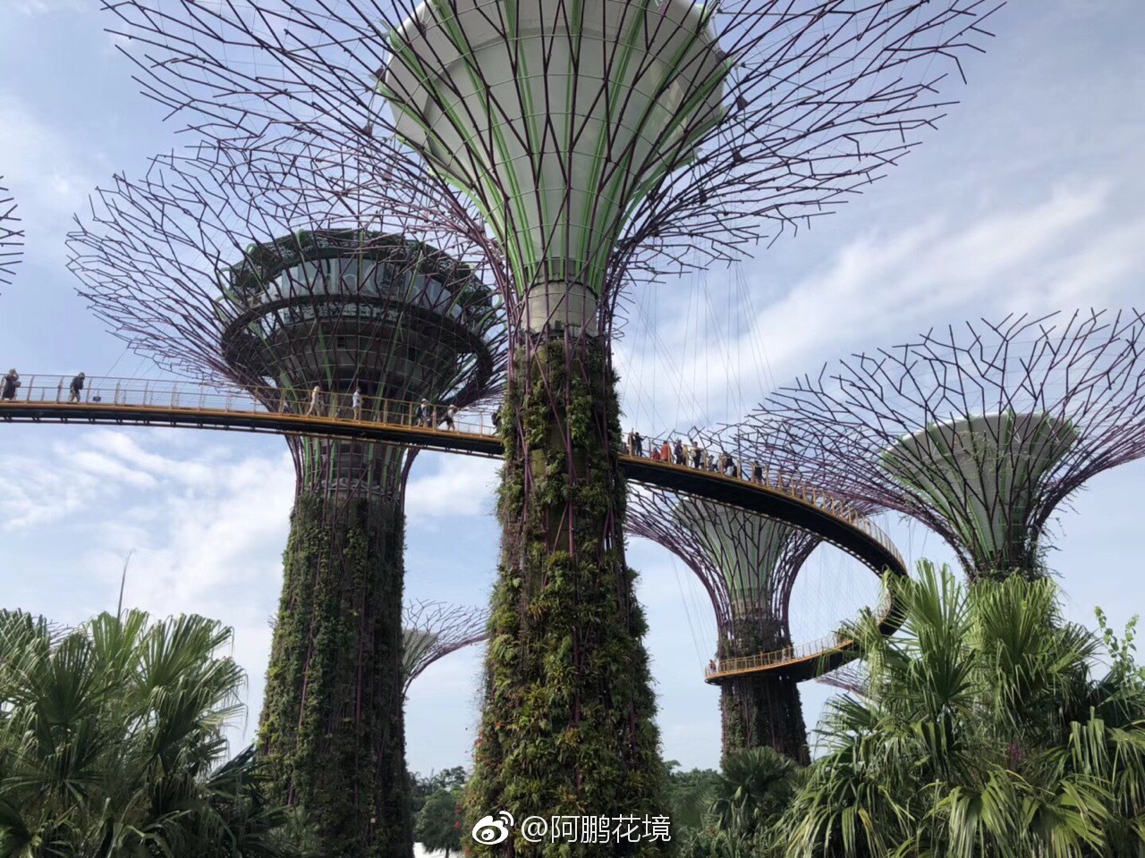 天空之树，新加坡