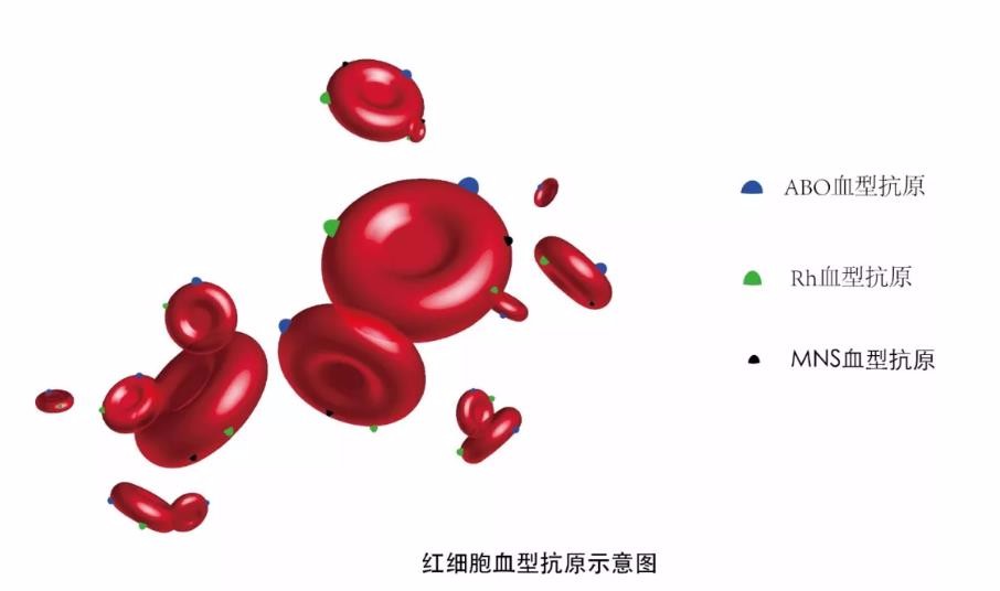 江南医生育儿芝士堡--人体血型的秘密|Rh|血型|抗原_新浪新闻