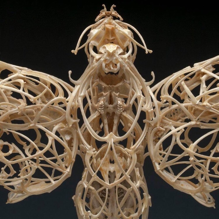 艺术家John Paul Azzopardi用鸡，兔子，鹌鹑等动物骨头制作的艺术品