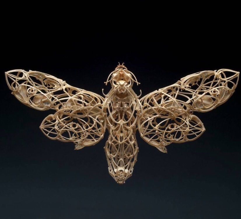 艺术家John Paul Azzopardi用鸡，兔子，鹌鹑等动物骨头制作的艺术品|鹌鹑|骨头|艺术品_新浪新闻