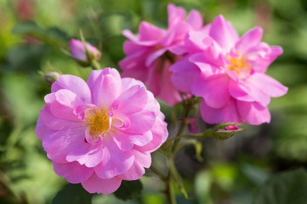 十种最美丽的欧洲月季推荐