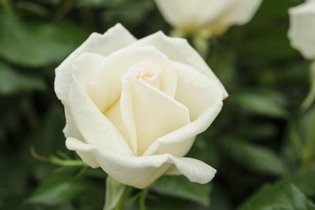 十种最美丽的欧洲月季推荐