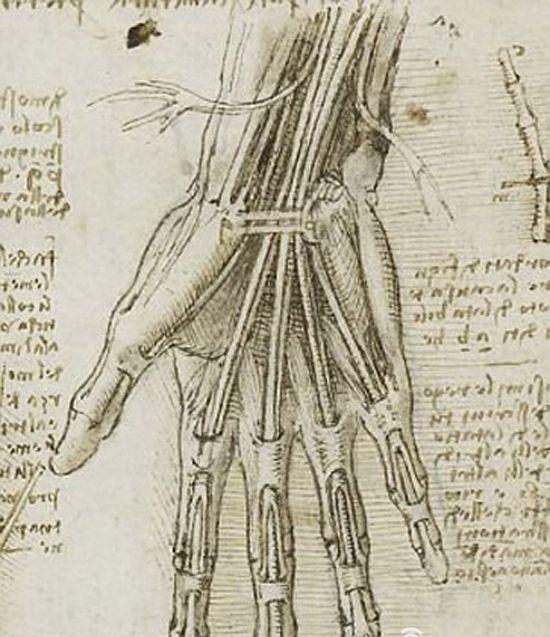 达芬奇人体解剖图 遗失百年终见真迹|达芬奇|解剖图|素描_新浪新闻