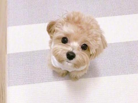 养一只像马尔济斯犬这样的“魔天使”|马尔济斯犬|狗狗|宠物_新浪新闻