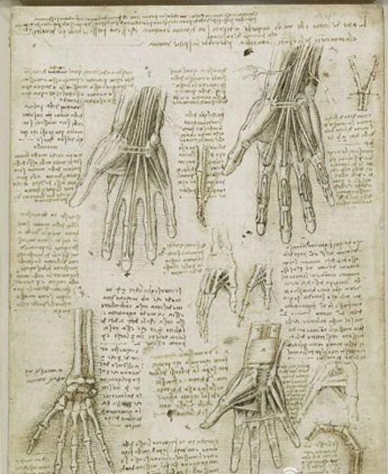 达芬奇人体解剖图 遗失百年终见真迹|达芬奇|解剖图|素描_新浪新闻