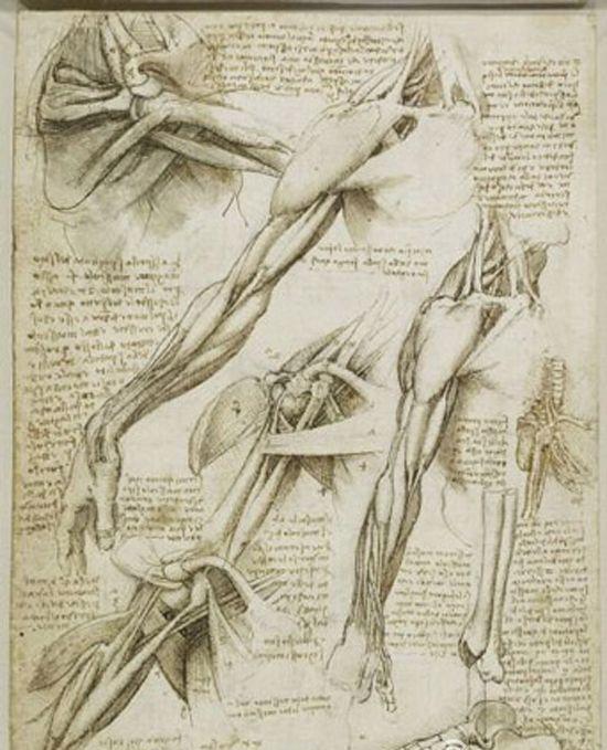 达芬奇人体解剖图 遗失百年终见真迹|达芬奇|解剖图|素描_新浪新闻
