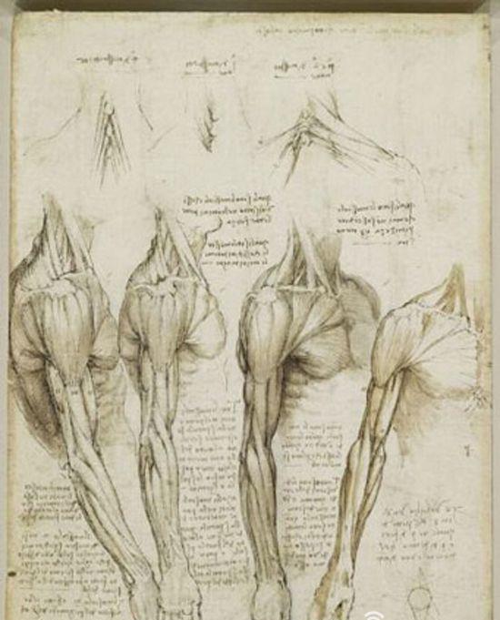 达芬奇人体解剖图 遗失百年终见真迹|达芬奇|解剖图|素描_新浪新闻