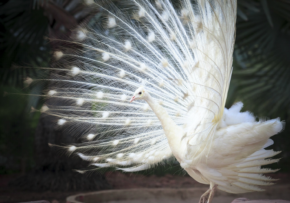 白孔雀开屏太美太吸引人啦各种孔雀开屏实在是太美啦|孔雀开屏|白孔雀|太美_新浪新闻
