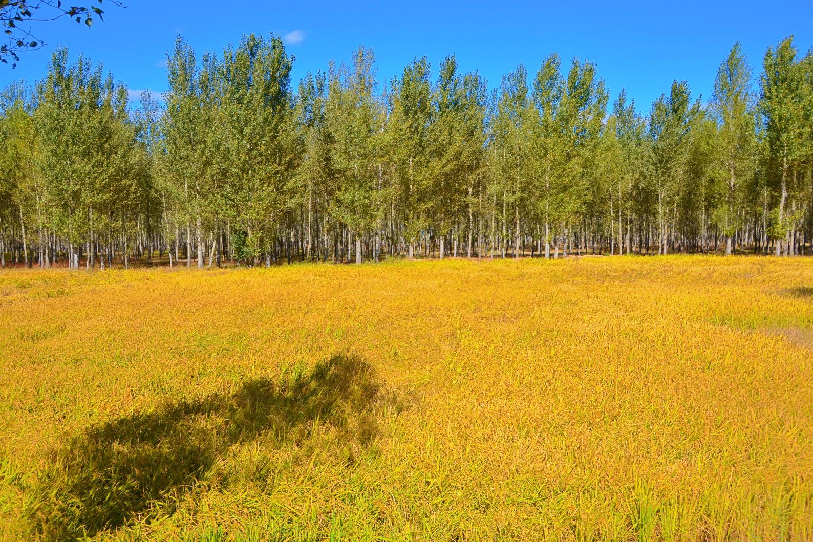 收获总是让人喜欢的，秋天的稻田，原创摄影|稻田|摄影|原创_新浪新闻