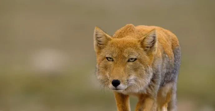 藏狐，从幼崽萌到成年丧|藏狐|幼崽|成年_新浪新闻