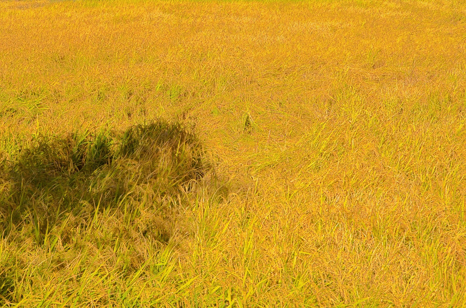 收获总是让人喜欢的，秋天的稻田，原创摄影|稻田|摄影|原创_新浪新闻