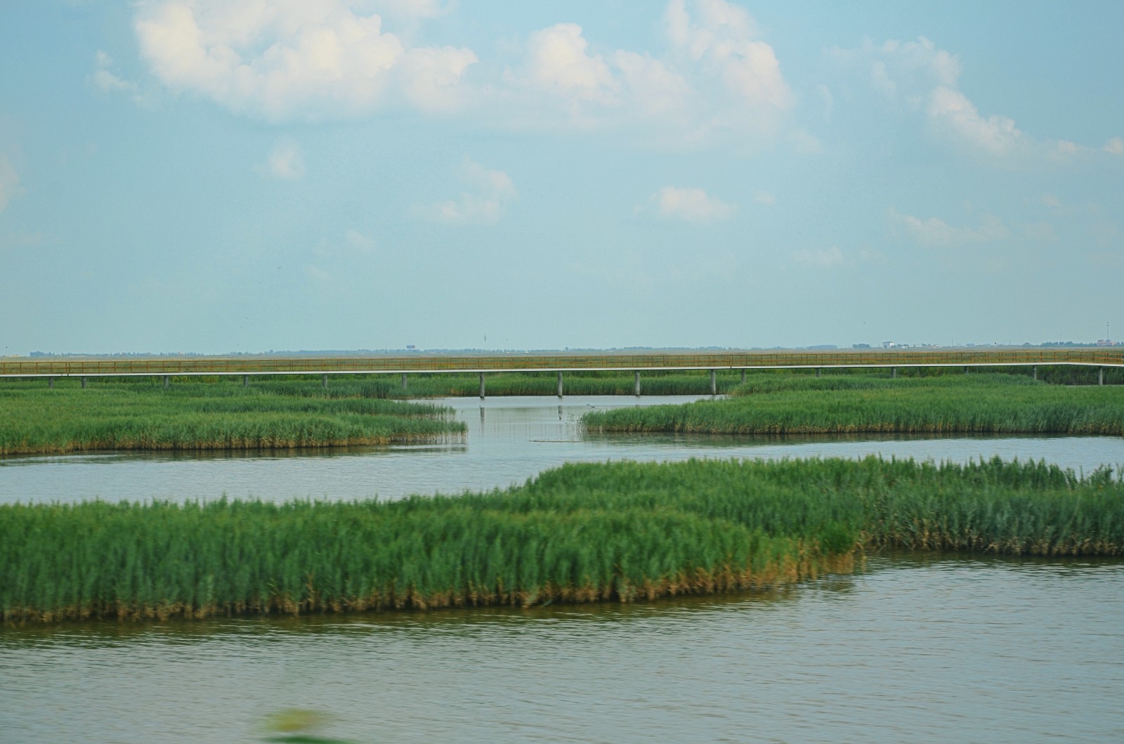 辽宁盘锦华海湿地芦苇荡，那么美，那么开阔|芦苇荡|华海|盘锦_新浪新闻