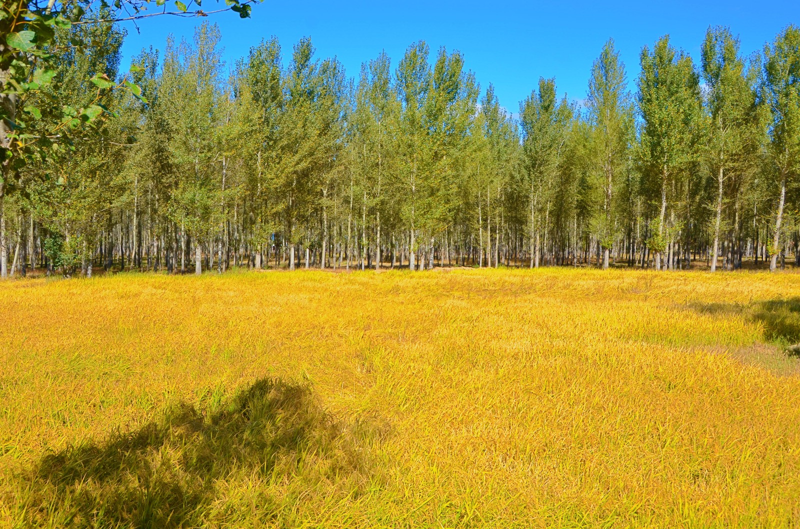 收获总是让人喜欢的，秋天的稻田，原创摄影|稻田|摄影|原创_新浪新闻