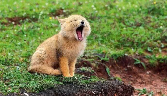 藏狐，从幼崽萌到成年丧|藏狐|幼崽|成年_新浪新闻