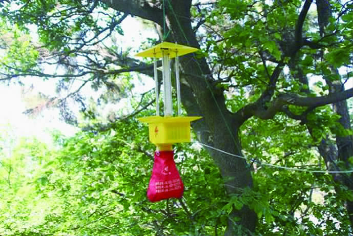 宝应在行动！防控美国白蛾，保卫绿色家园