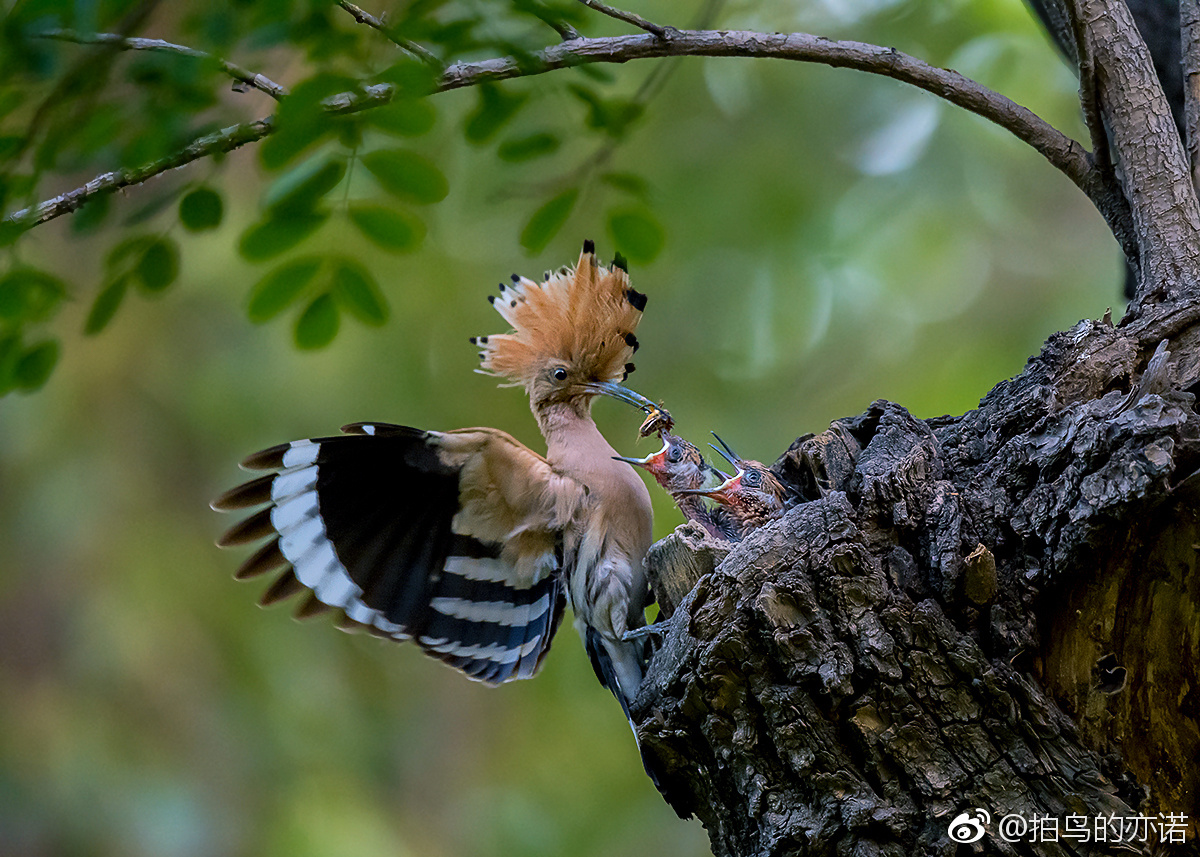 今天是芒种，表明到了小麦等有芒夏熟作物成熟和耕种的最忙季节|鸟类|芒种|戴胜_新浪新闻