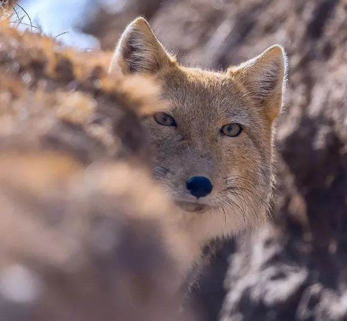 藏狐，从幼崽萌到成年丧