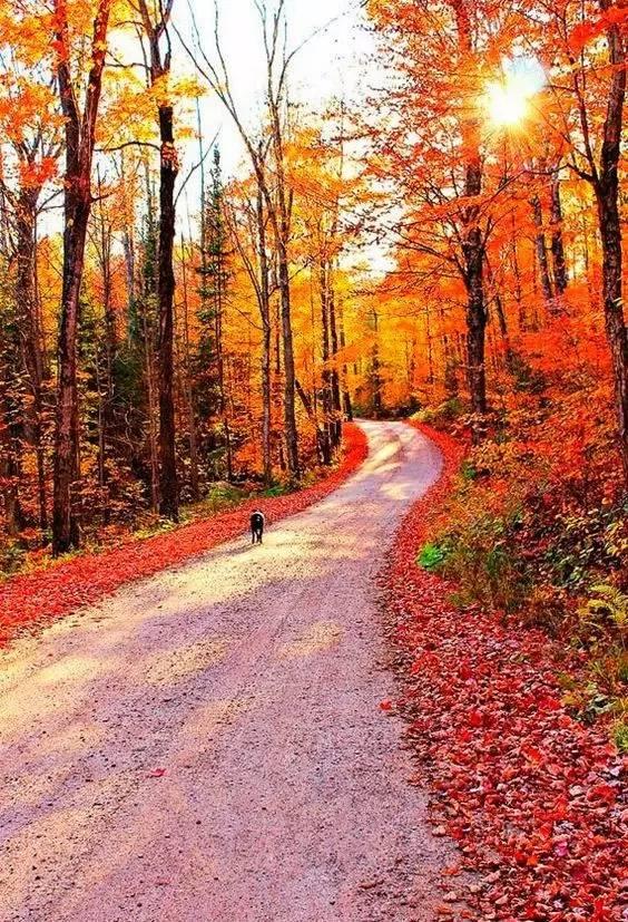这条堪比加拿大枫叶大道绝美自驾线，少有人知却惊艳奇绝！