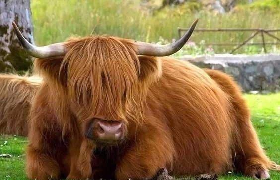 世界上毛发最长的5种动物